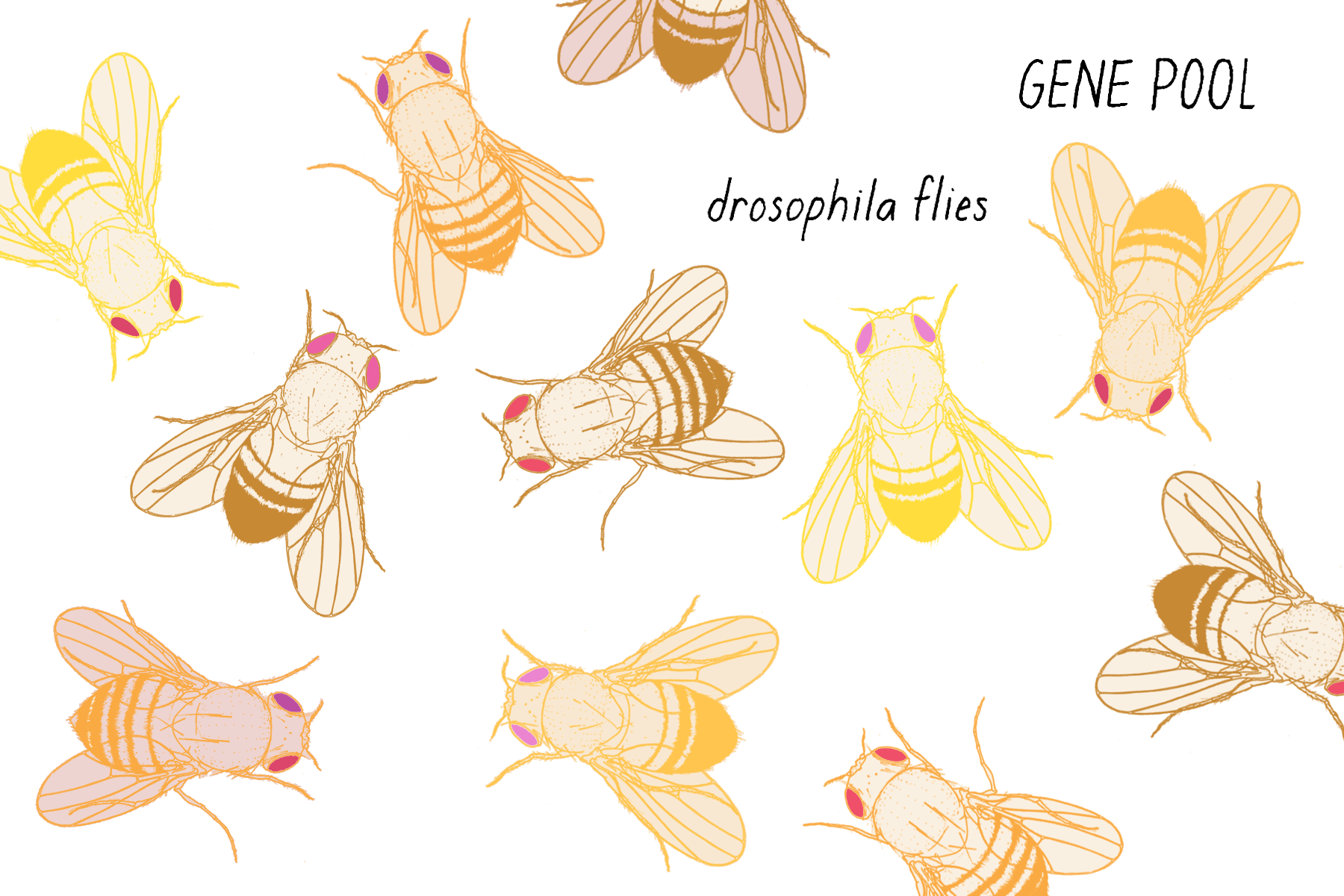 BioDictionary | Graphics & descriptions of biological terms