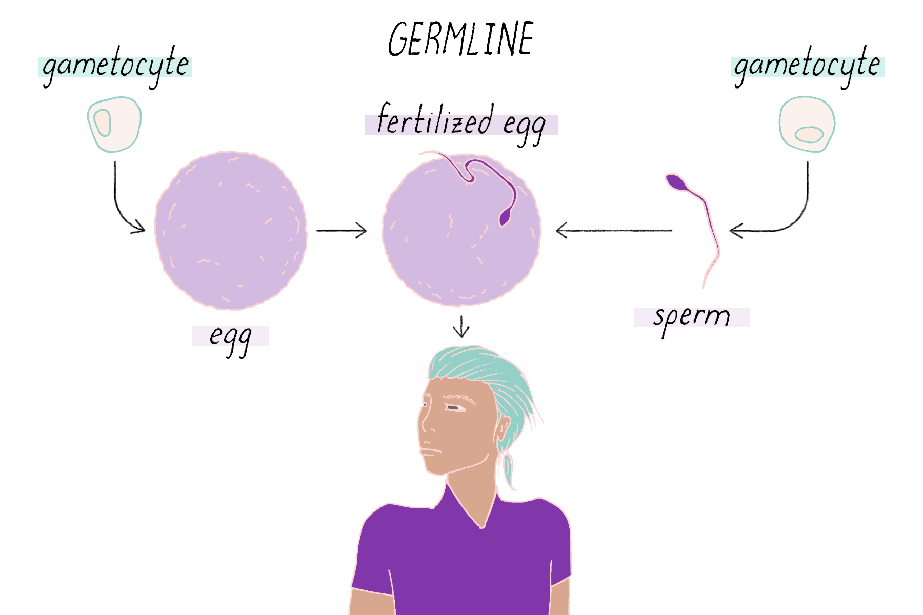 BioDictionary | Graphics & descriptions of biological terms