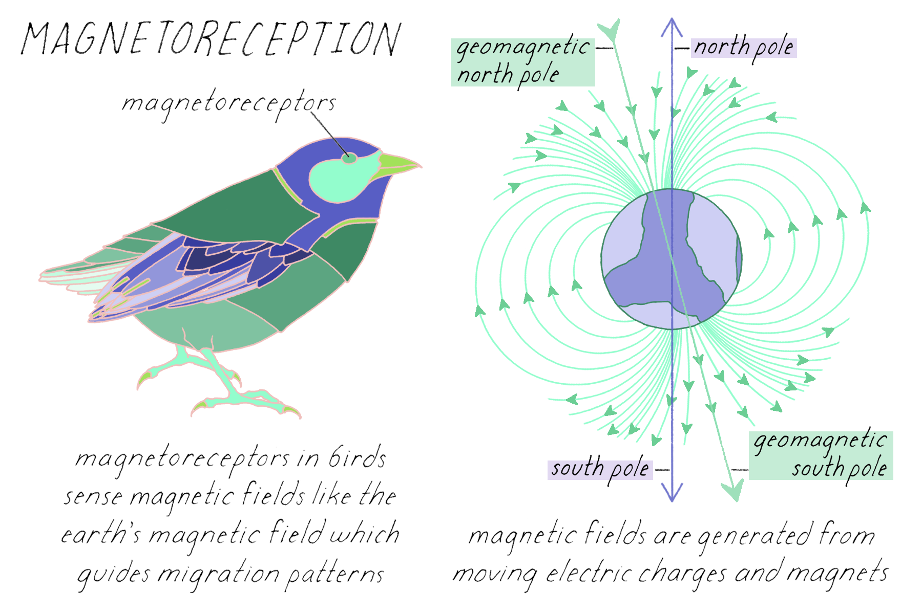 BioDictionary | Graphics & descriptions of biological terms