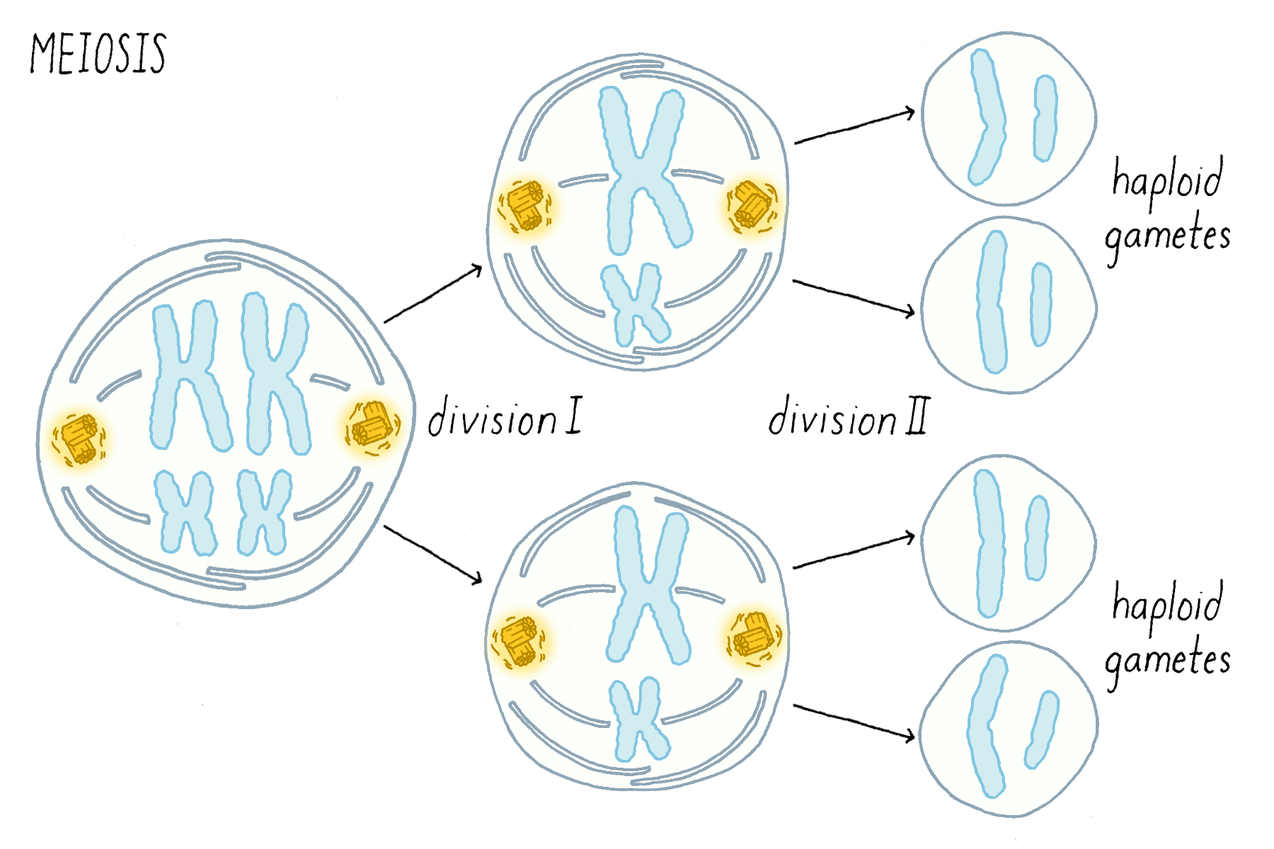 Telophase I Stages Of Meiosis Online Biology Dictionary