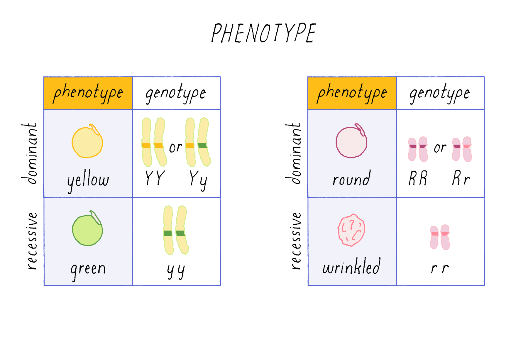 BioDictionary | Graphics & descriptions of biological terms