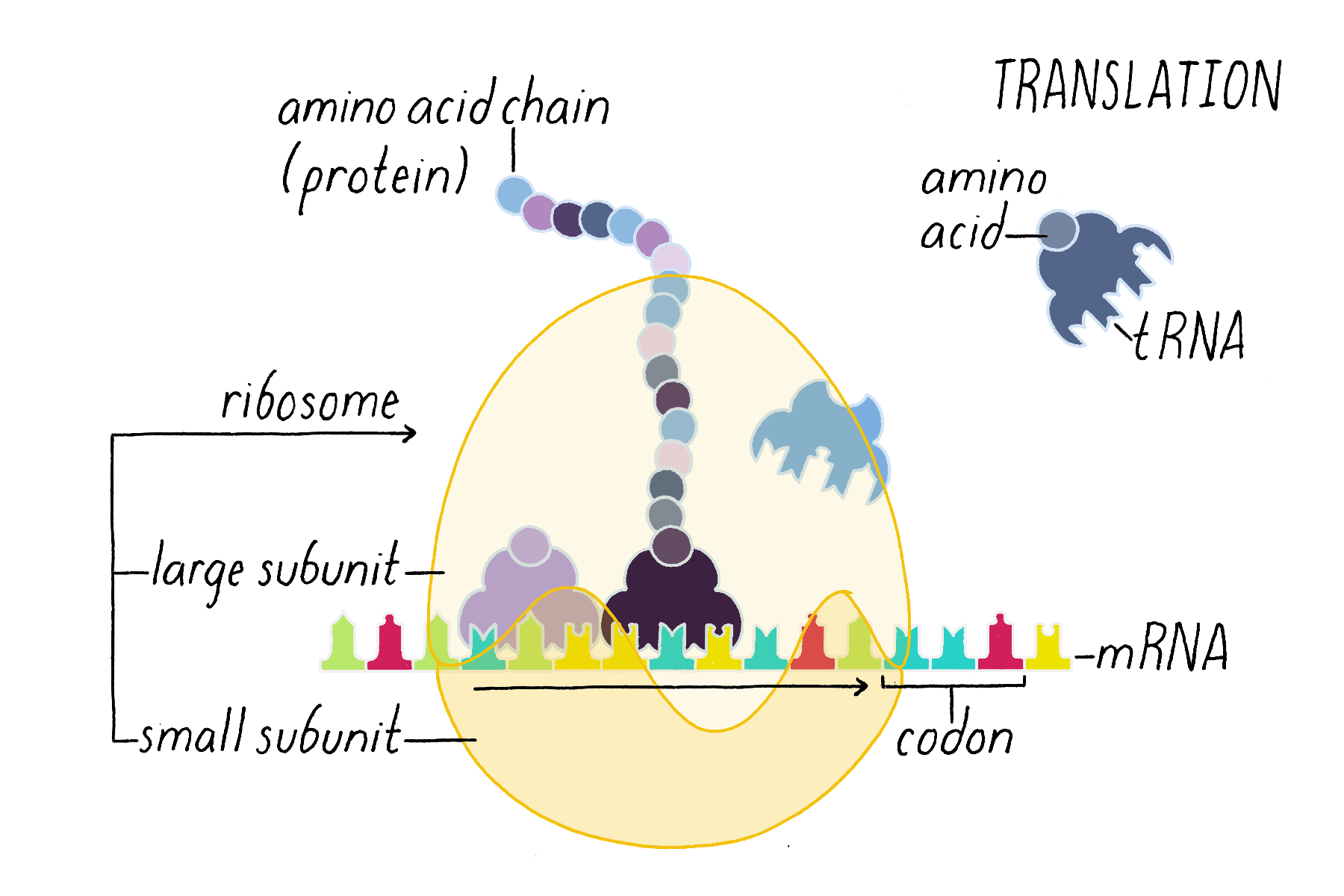 Biodictionary Graphics Descriptions Of Biological Terms