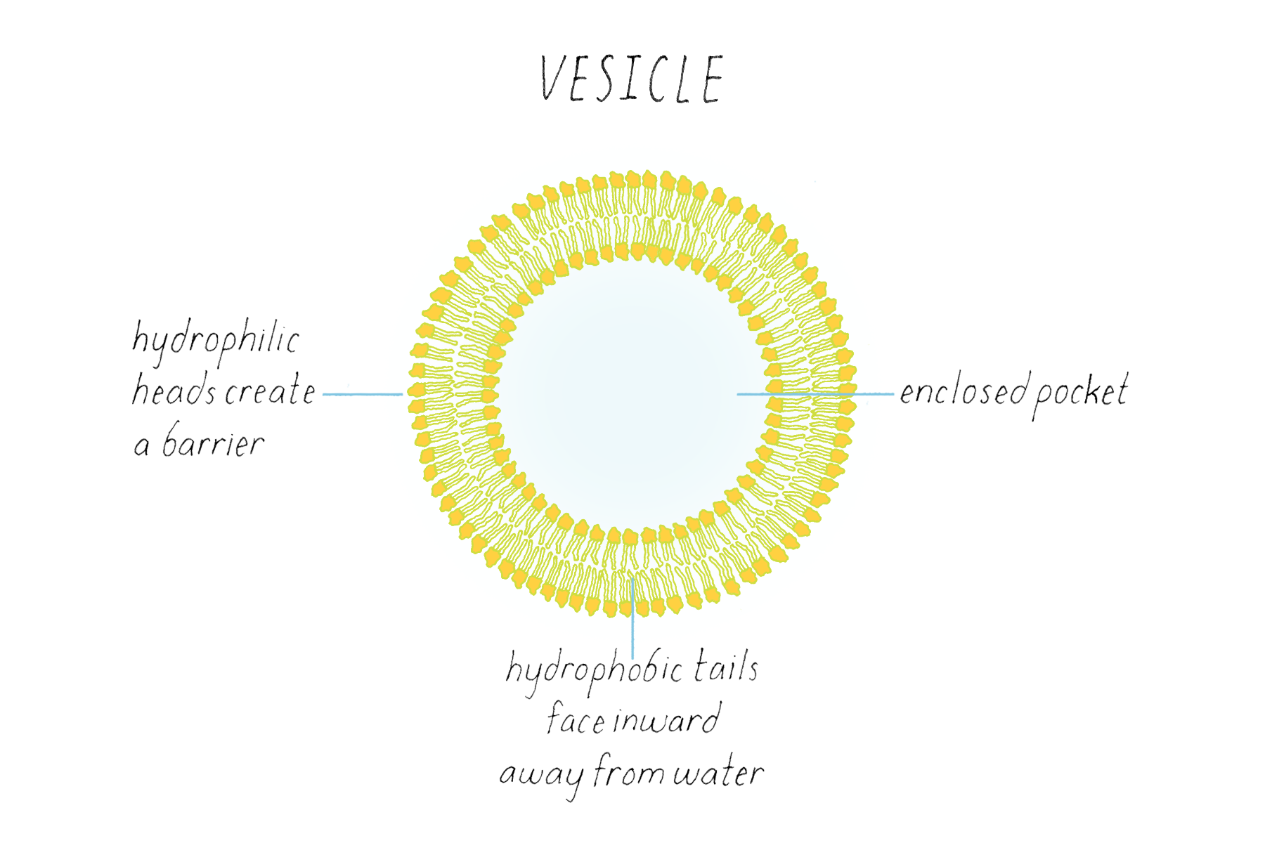 BioDictionary Graphics Descriptions Of Biological Terms