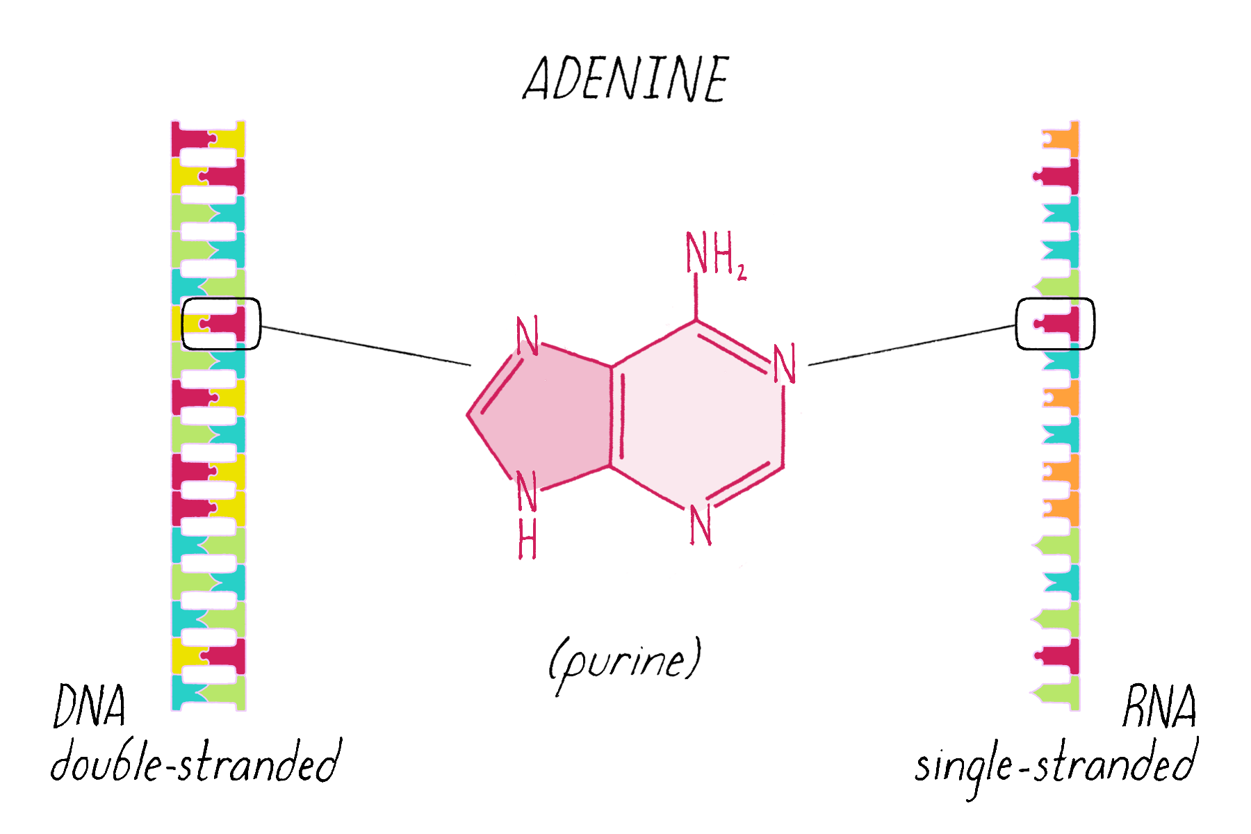 BioDictionary | Graphics & descriptions of biological terms
