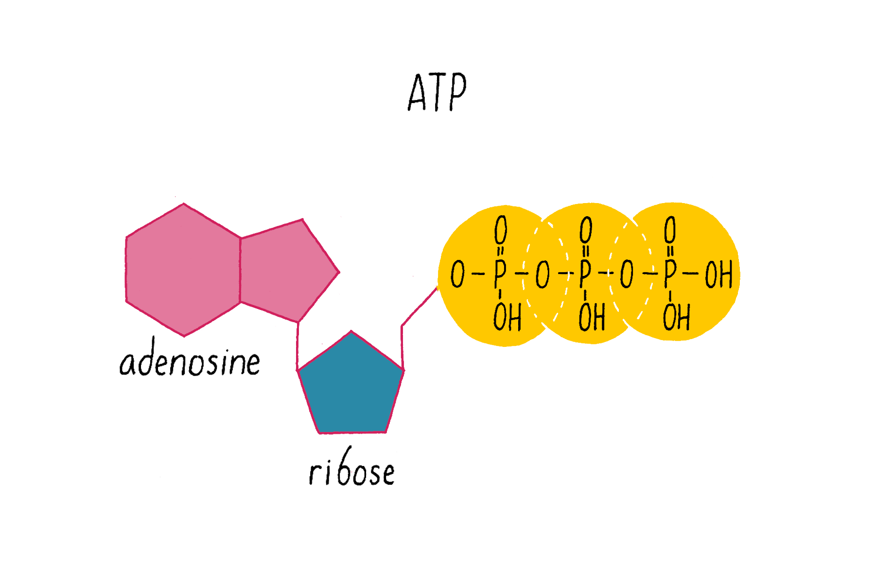 BioDictionary | Graphics & descriptions of biological terms