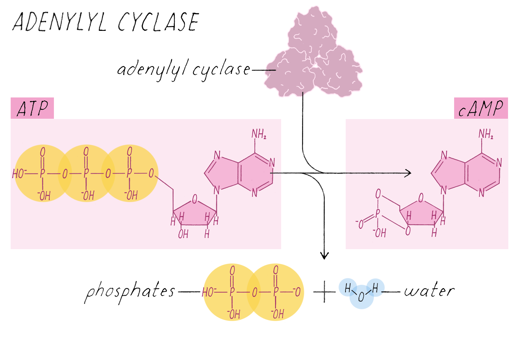 BioDictionary | Graphics & descriptions of biological terms