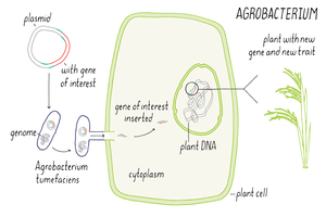 BioDictionary | Graphics & descriptions of biological terms