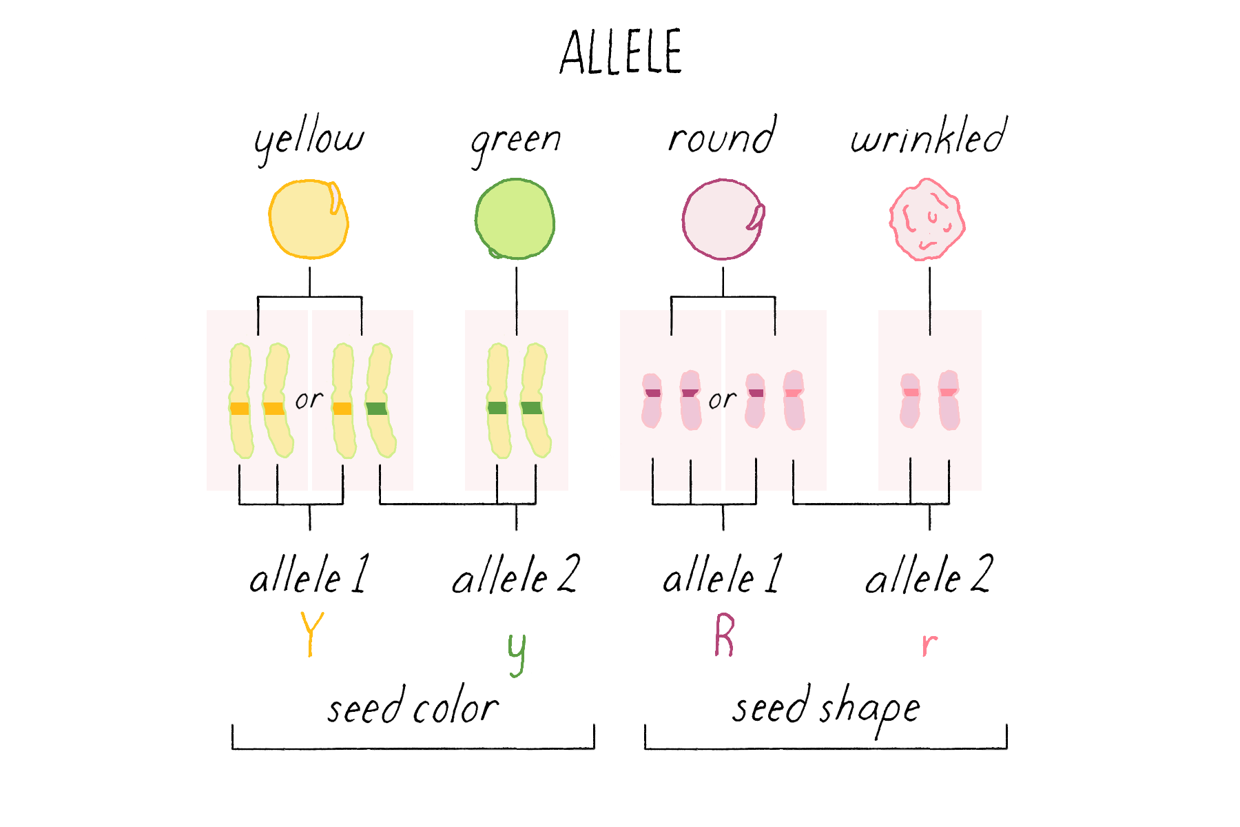 BioDictionary | Graphics & descriptions of biological terms
