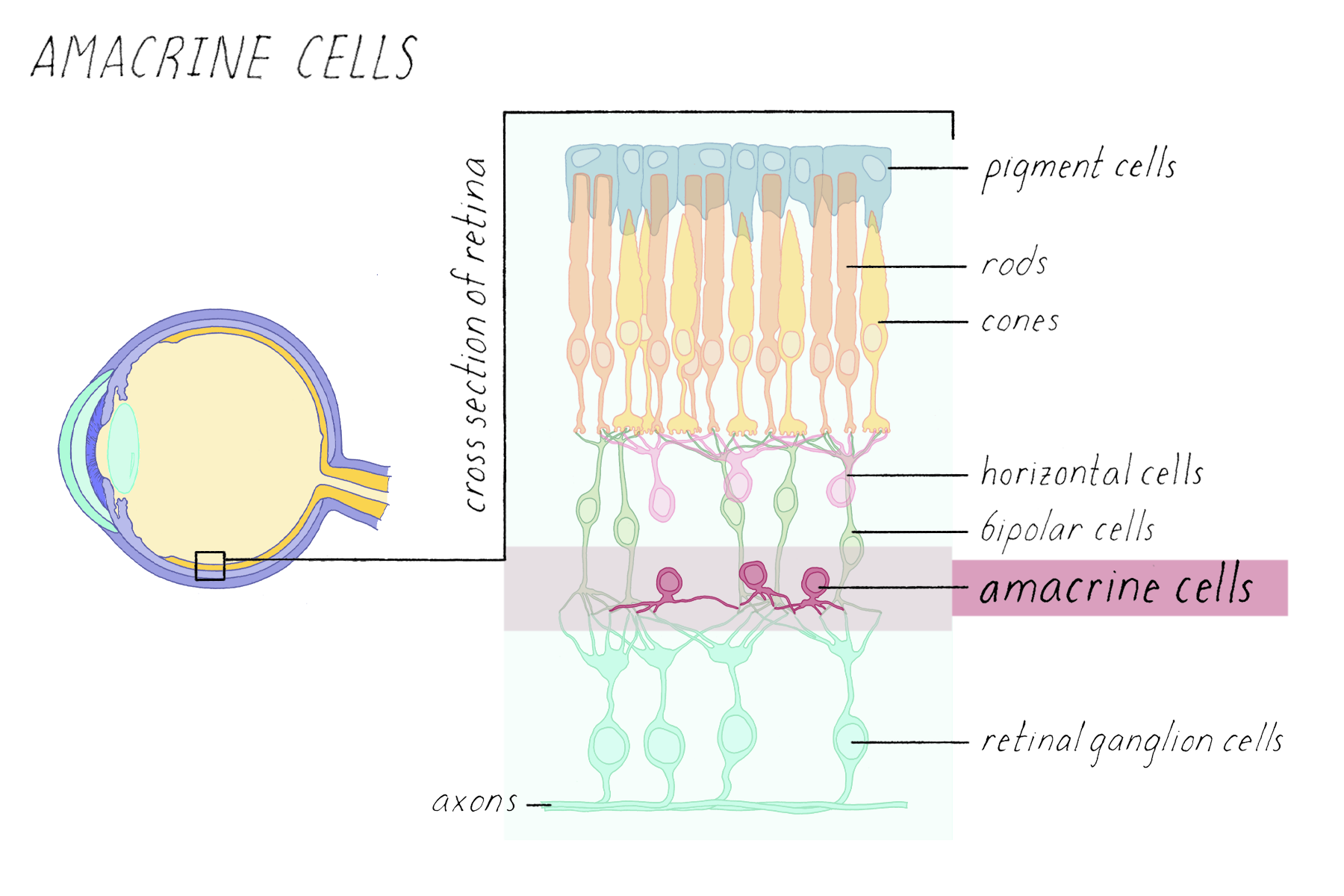 BioDictionary | Graphics & descriptions of biological terms