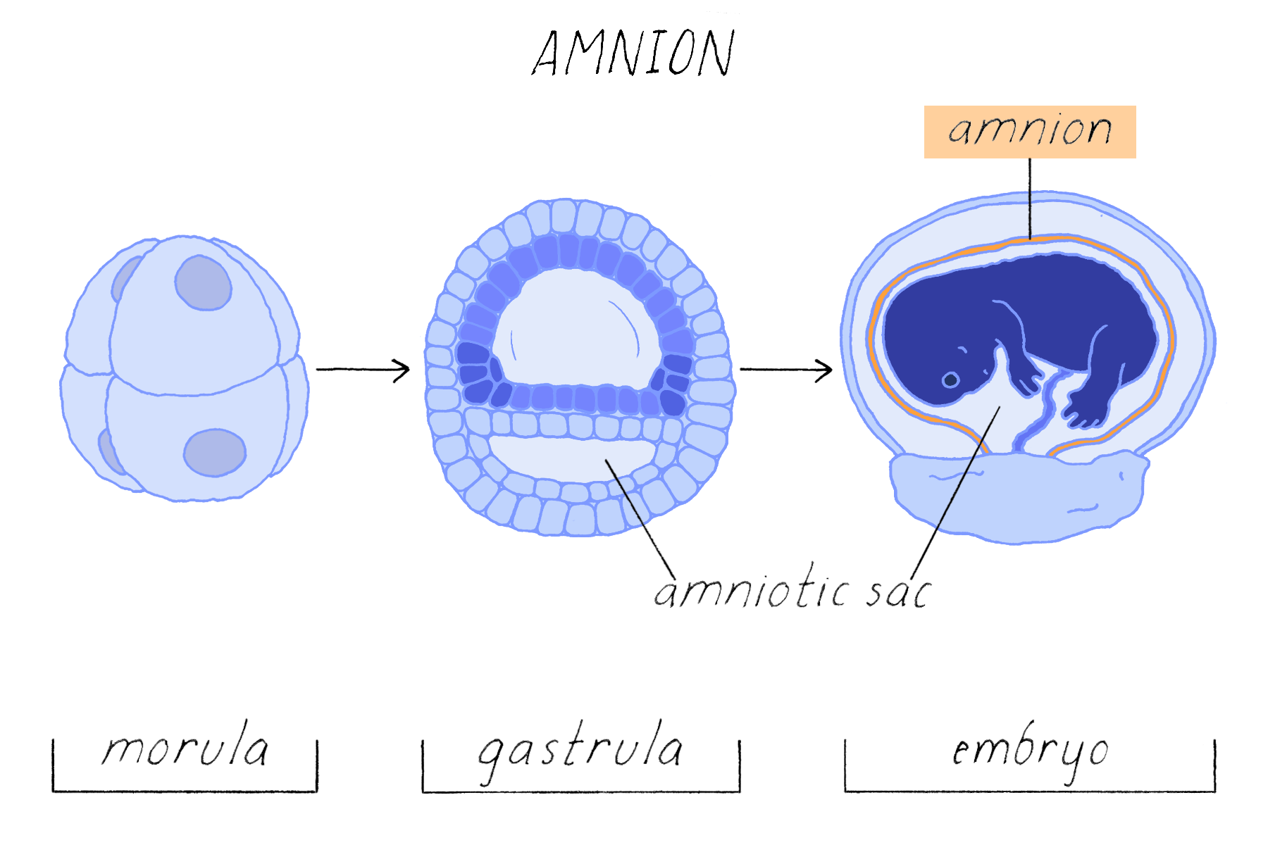 BioDictionary | Graphics & descriptions of biological terms