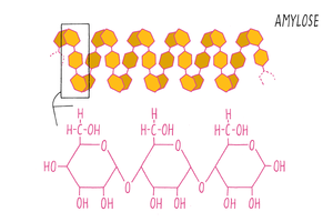 BioDictionary | Graphics & descriptions of biological terms