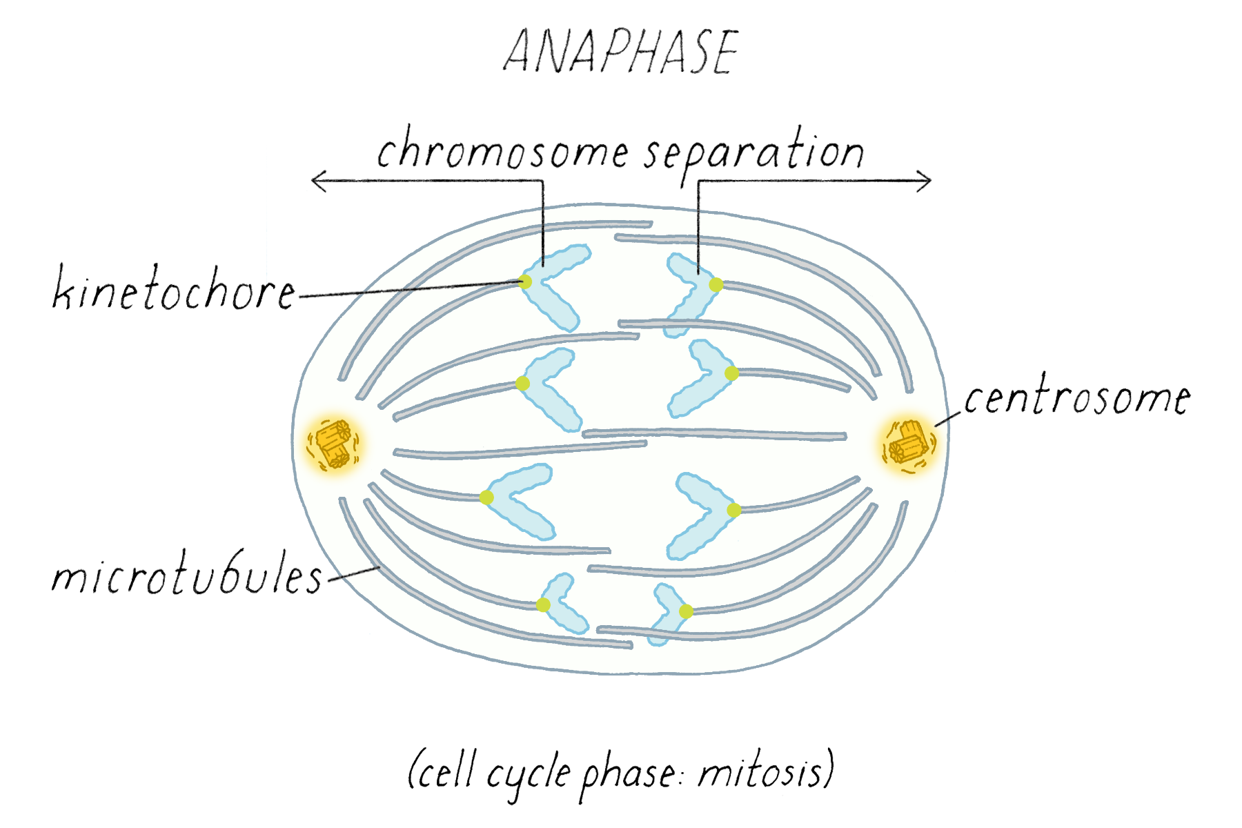 BioDictionary | Graphics & descriptions of biological terms