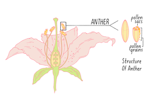 BioDictionary | Graphics & descriptions of biological terms