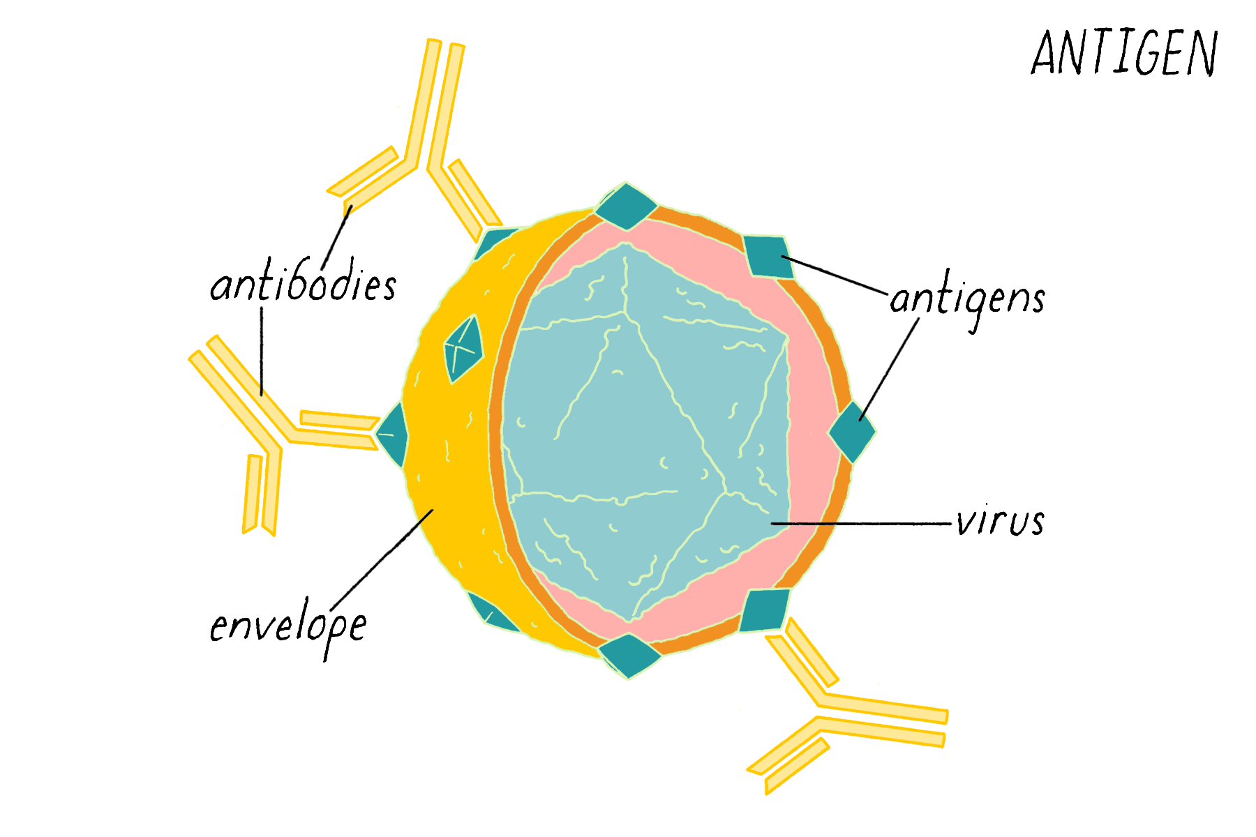 BioDictionary | Graphics & descriptions of biological terms