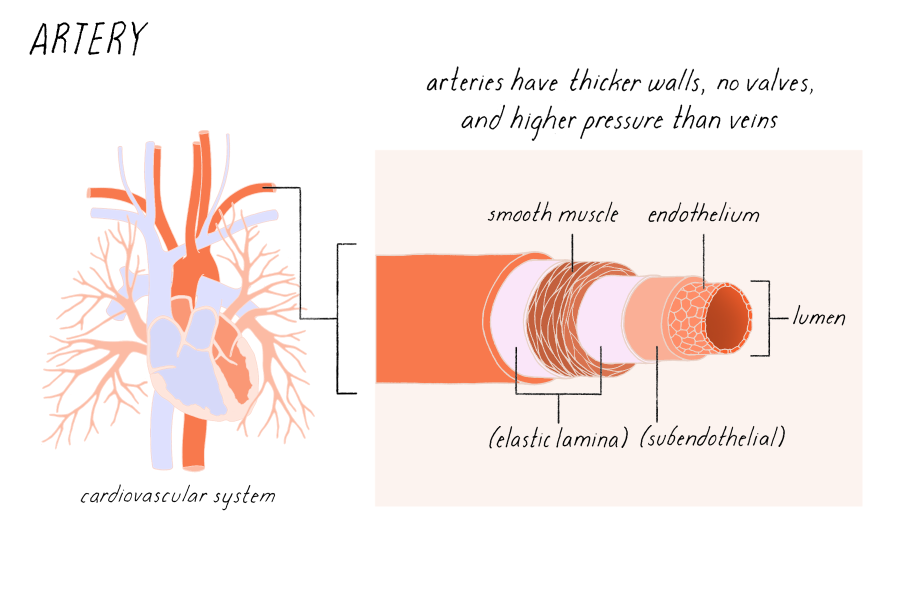 BioDictionary | Graphics & descriptions of biological terms