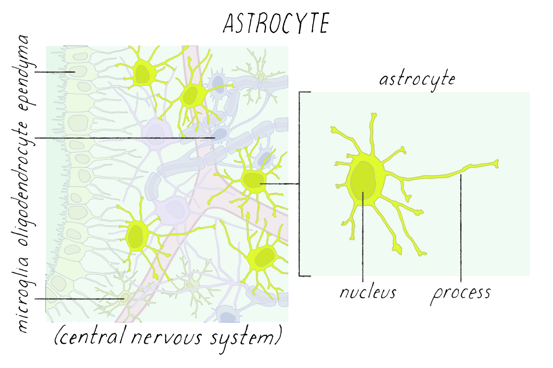 BioDictionary | Graphics & descriptions of biological terms