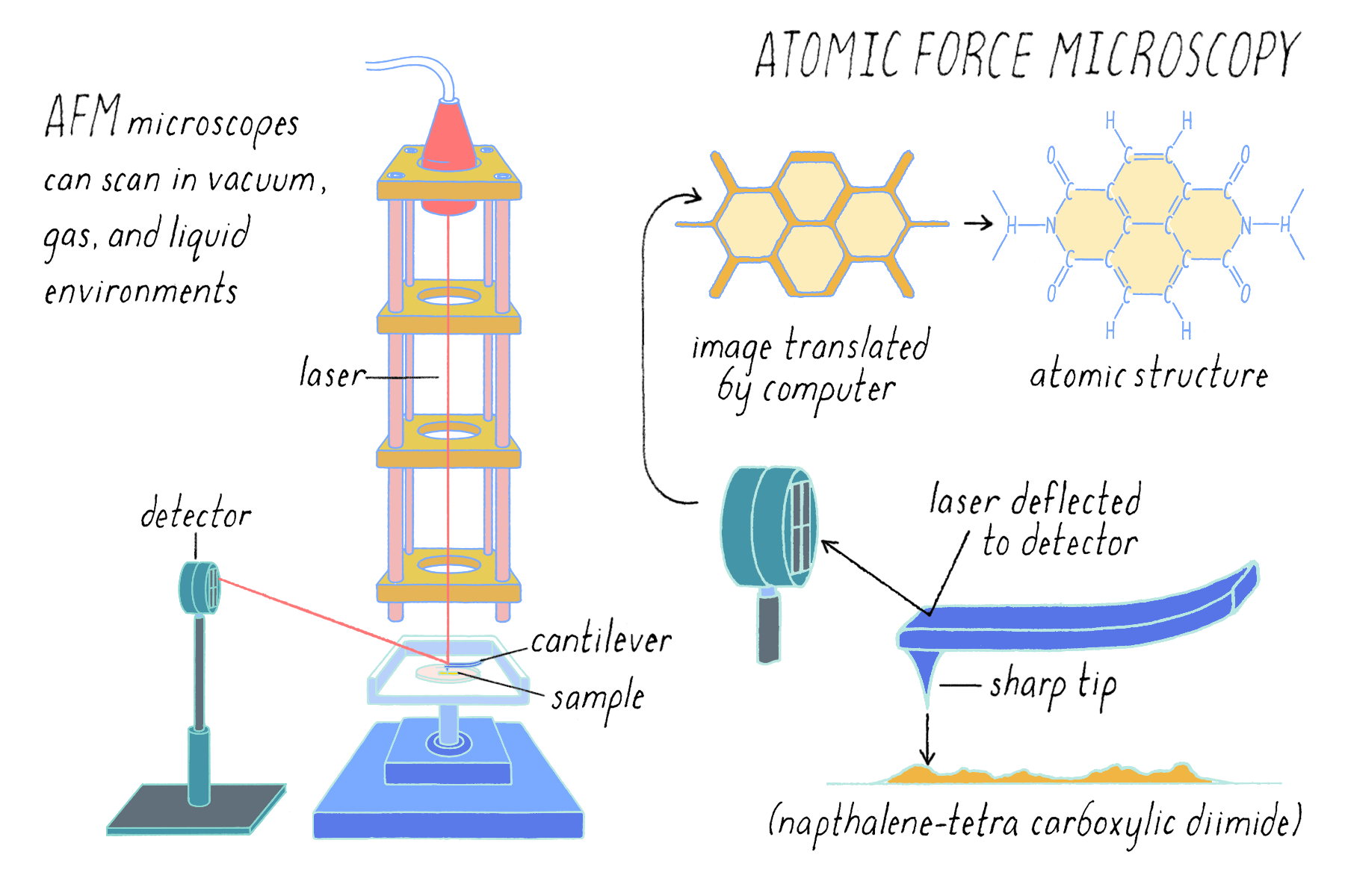 BioDictionary | Graphics & descriptions of biological terms