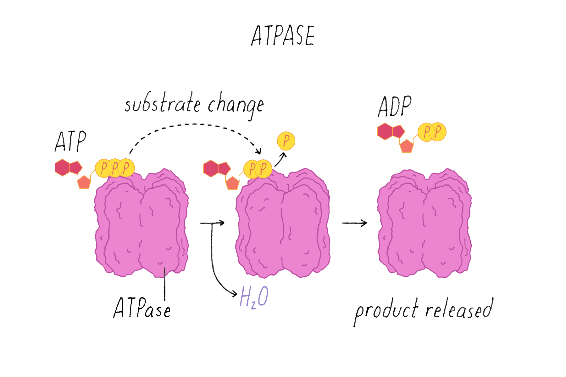 BioDictionary | Graphics & descriptions of biological terms