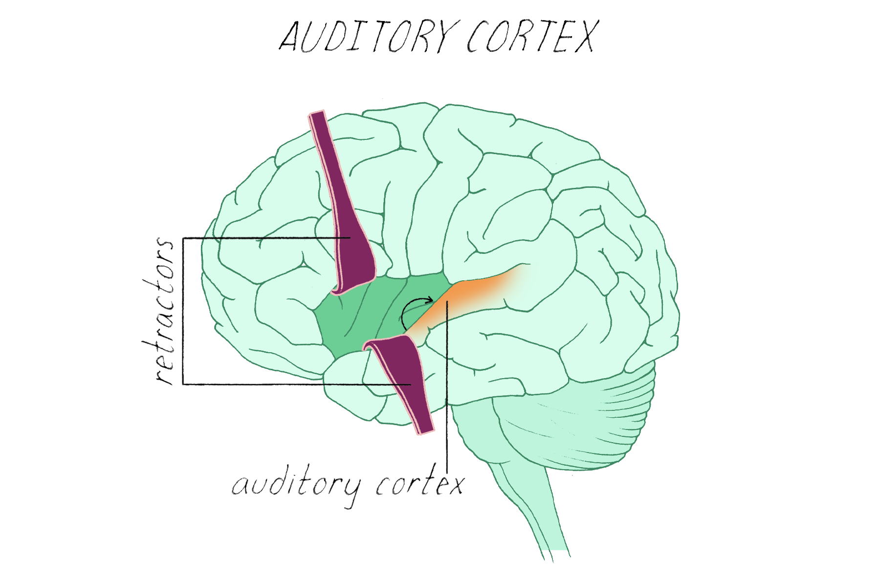 BioDictionary | Graphics & descriptions of biological terms