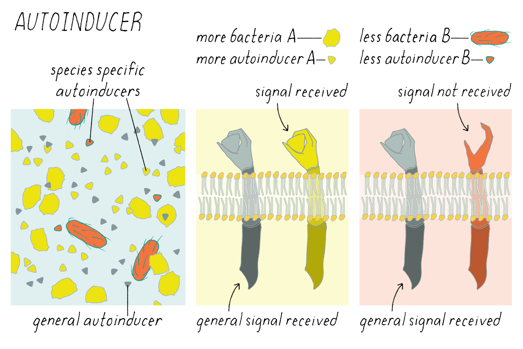 BioDictionary | Graphics & descriptions of biological terms