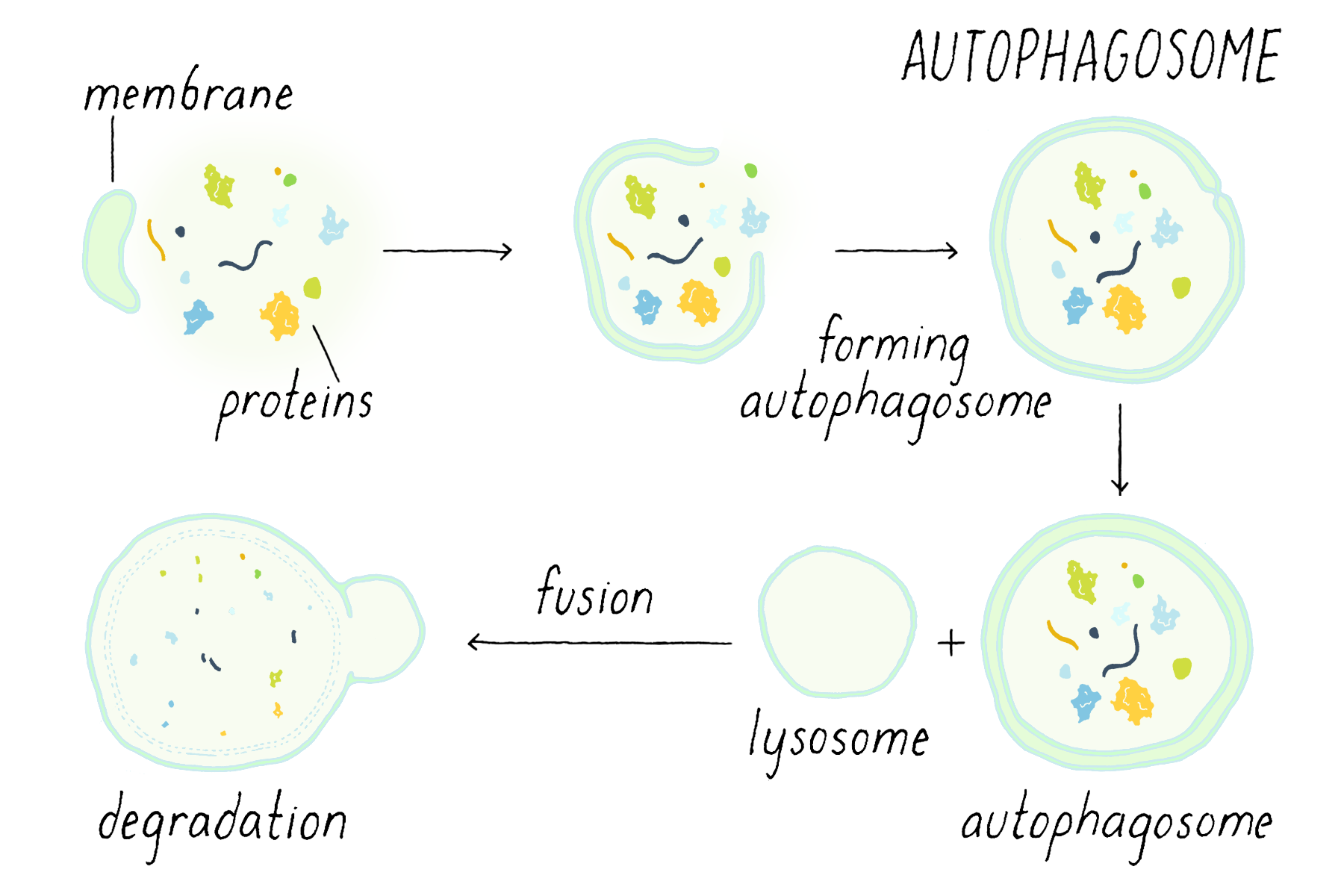 BioDictionary | Graphics & descriptions of biological terms