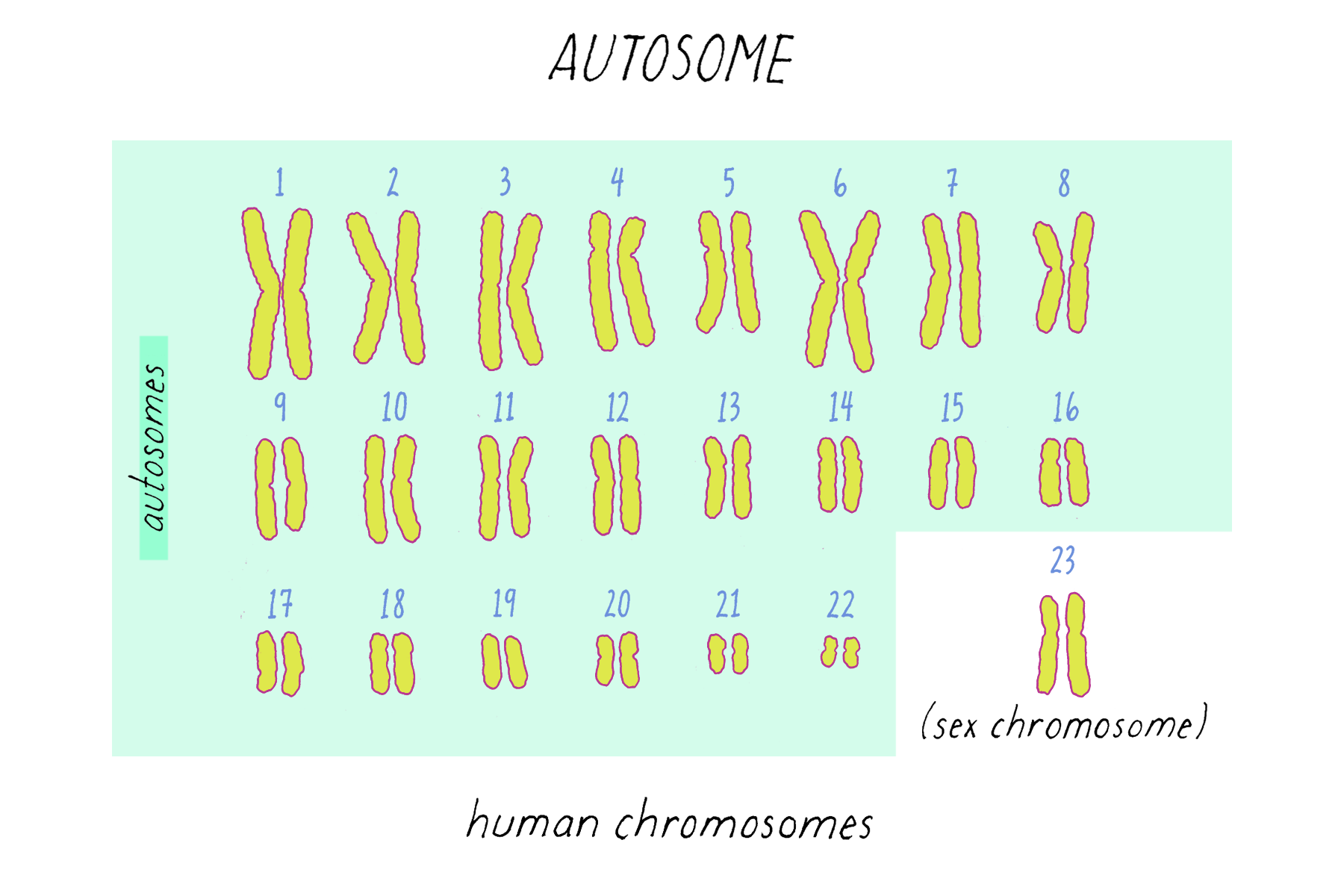 BioDictionary | Graphics & descriptions of biological terms