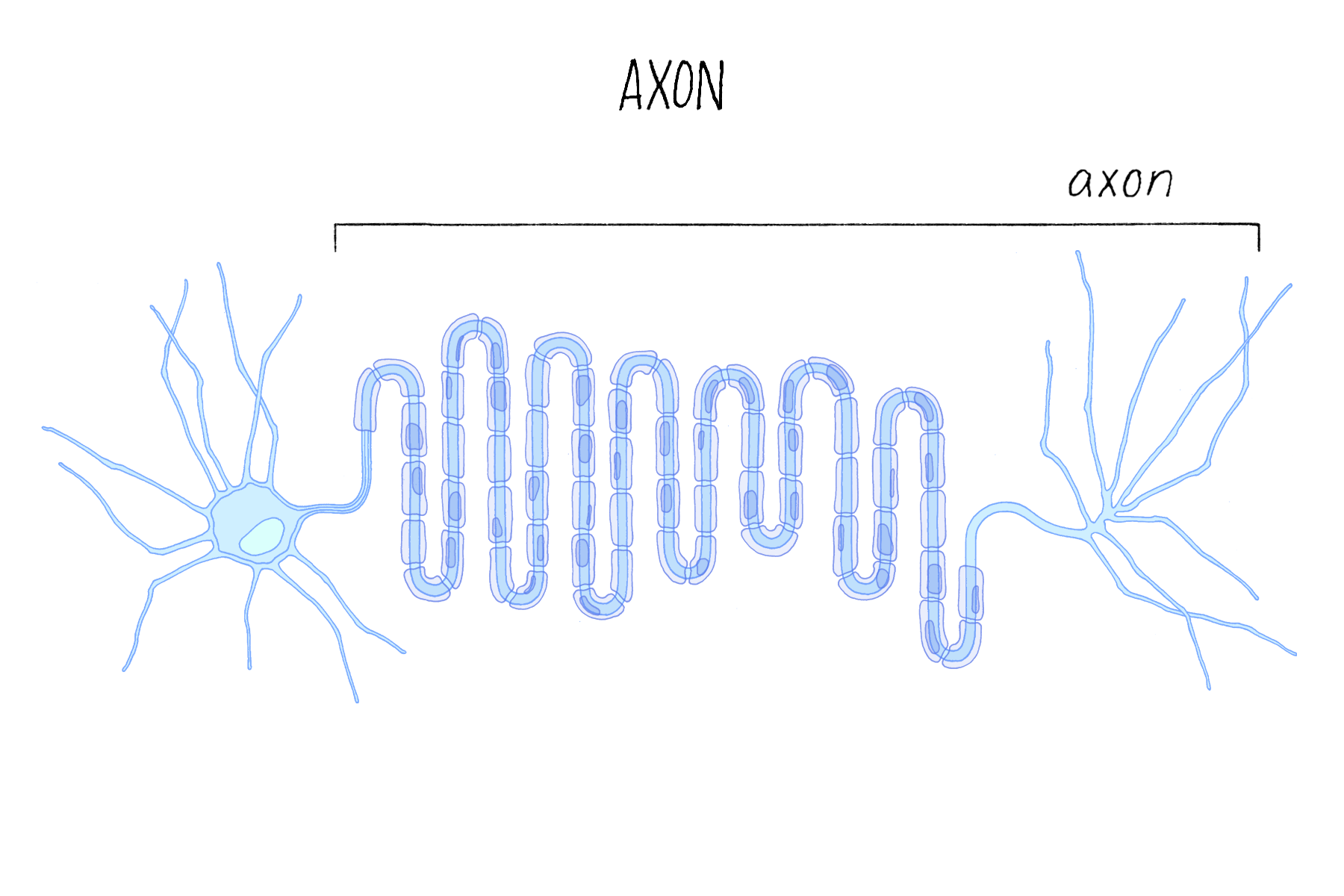 BioDictionary | Graphics & descriptions of biological terms