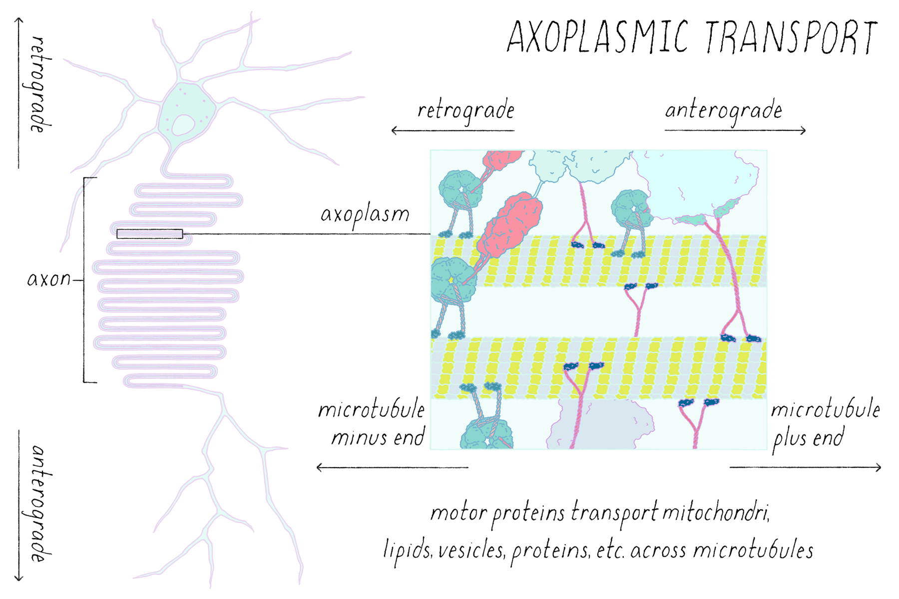 BioDictionary | Graphics & descriptions of biological terms