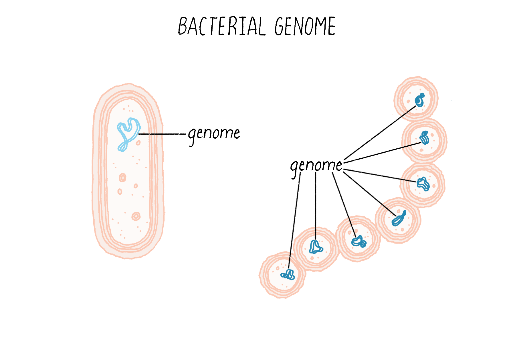 BioDictionary | Graphics & descriptions of biological terms