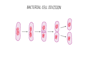 BioDictionary | Graphics & descriptions of biological terms