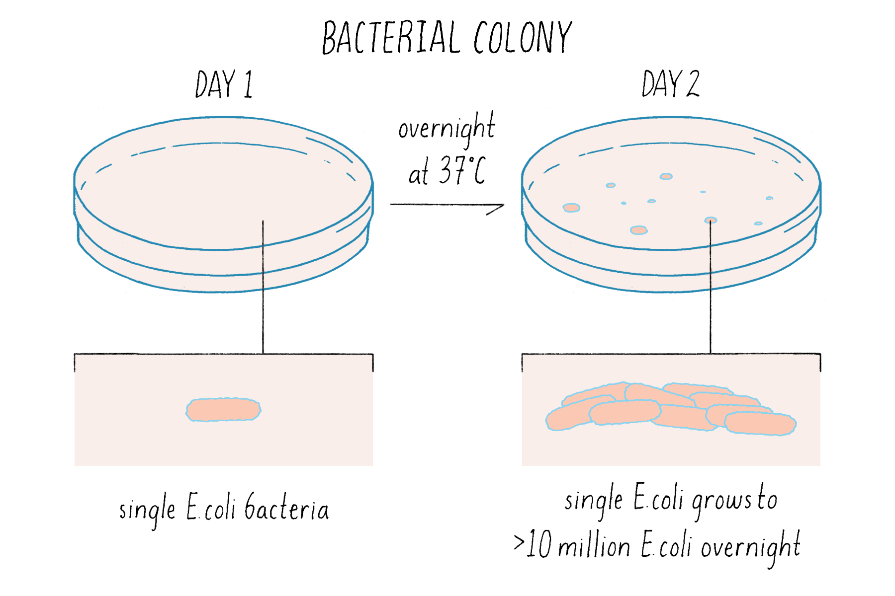BioDictionary | Graphics & descriptions of biological terms