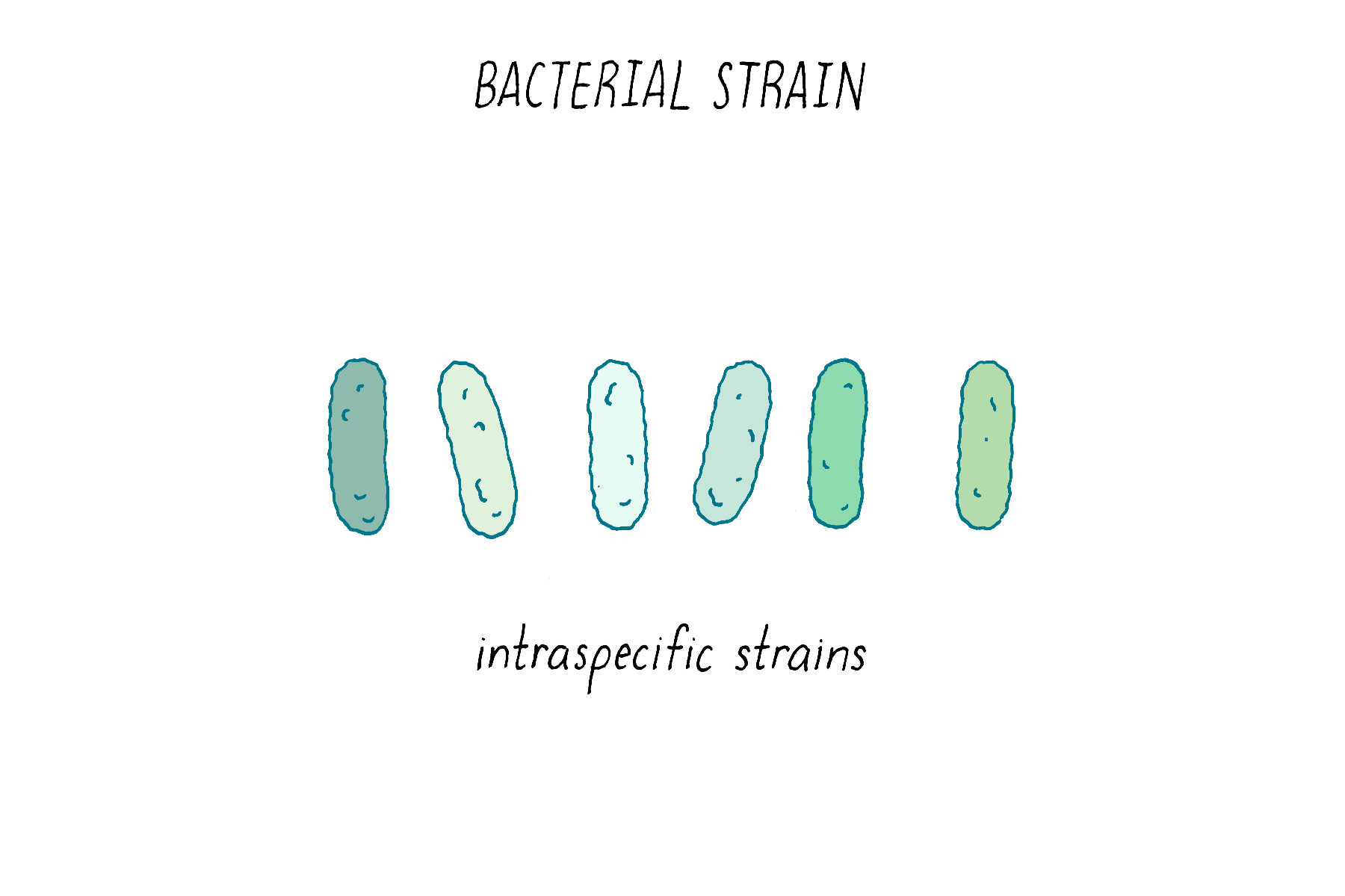 BioDictionary | Graphics & descriptions of biological terms