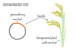 BioDictionary | Graphics & descriptions of biological terms