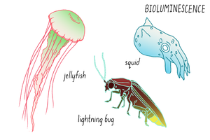 BioDictionary | Graphics & descriptions of biological terms