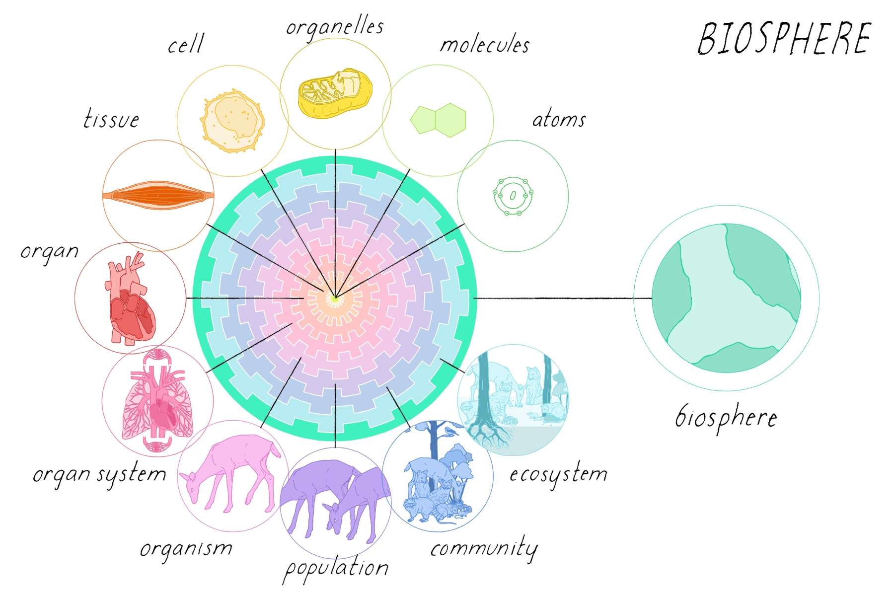 Biodictionary Graphics Descriptions Of Biological Terms
