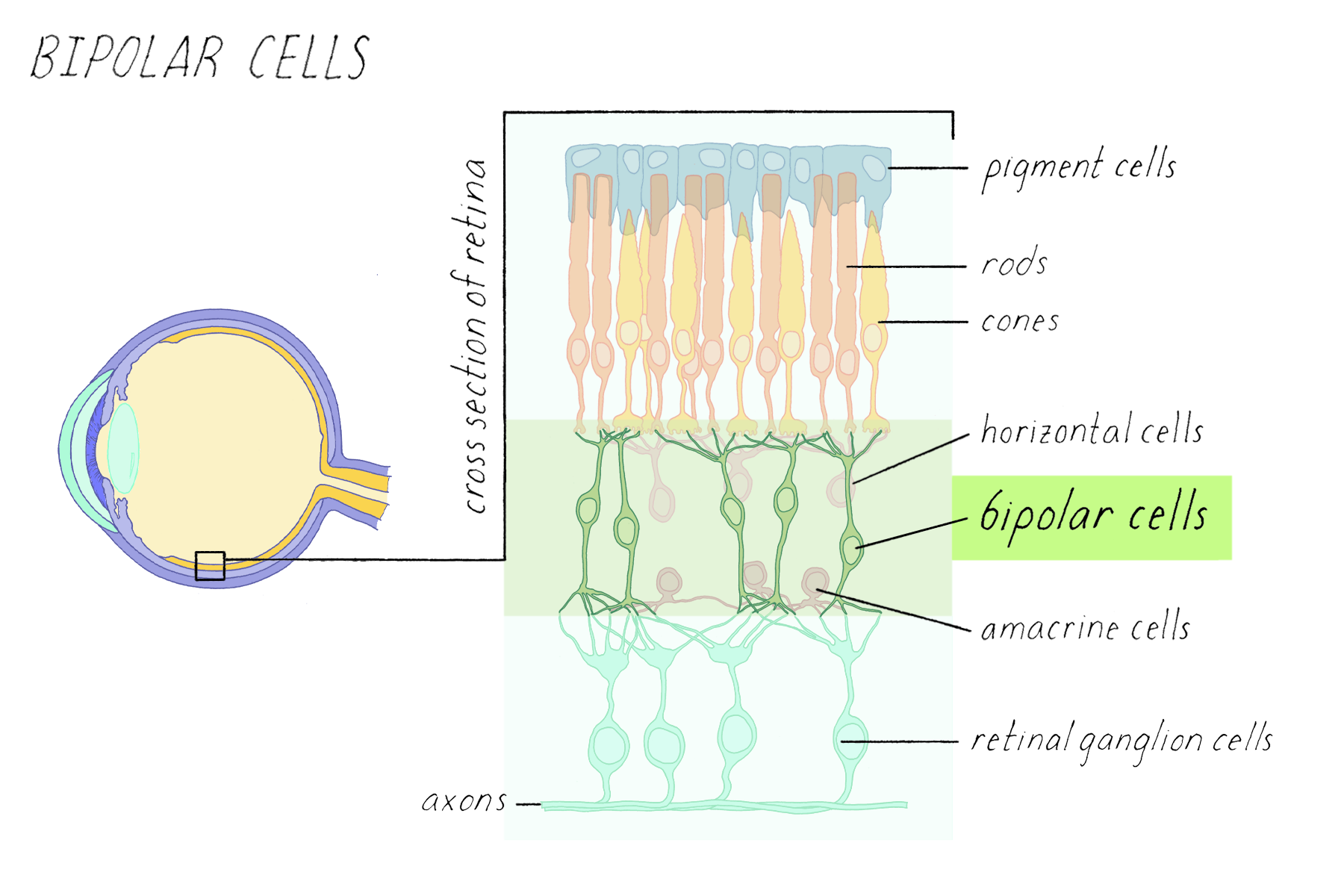 BioDictionary | Graphics & descriptions of biological terms