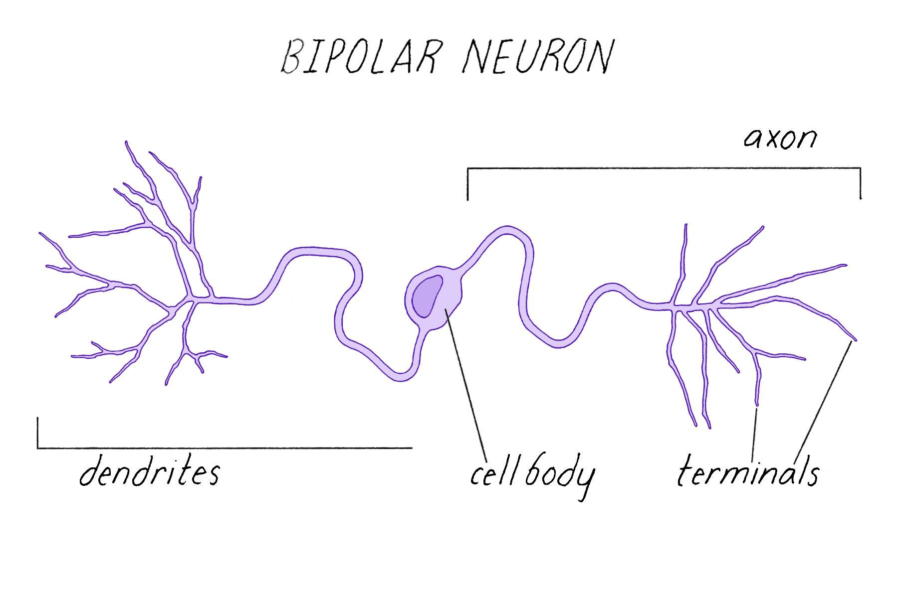 BioDictionary | Graphics & descriptions of biological terms