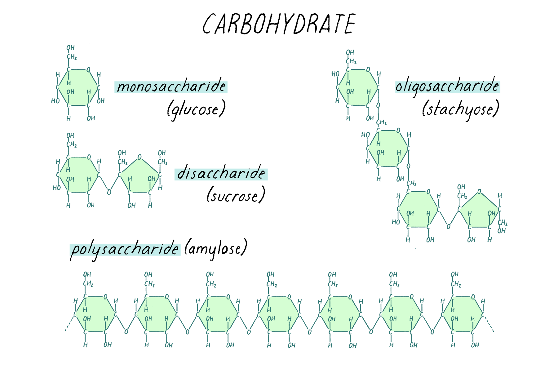 BioDictionary | Graphics & descriptions of biological terms