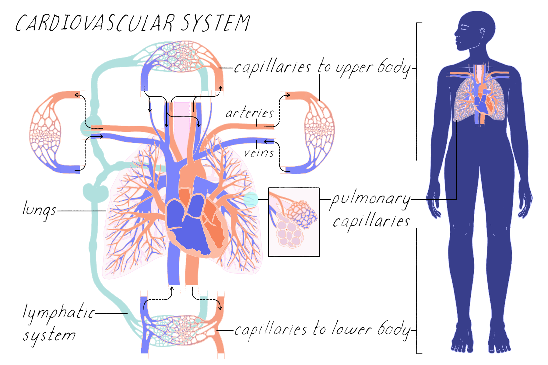 BioDictionary | Graphics & descriptions of biological terms