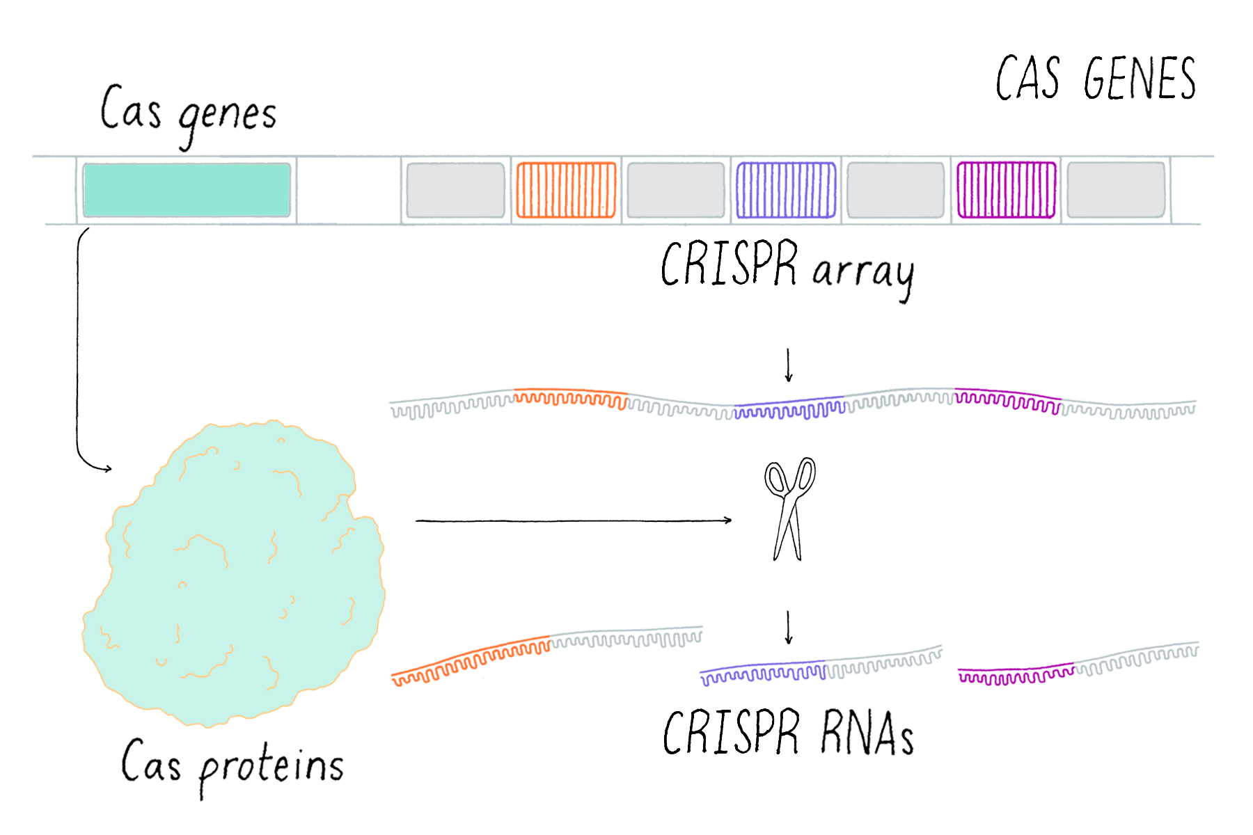 BioDictionary | Graphics & descriptions of biological terms