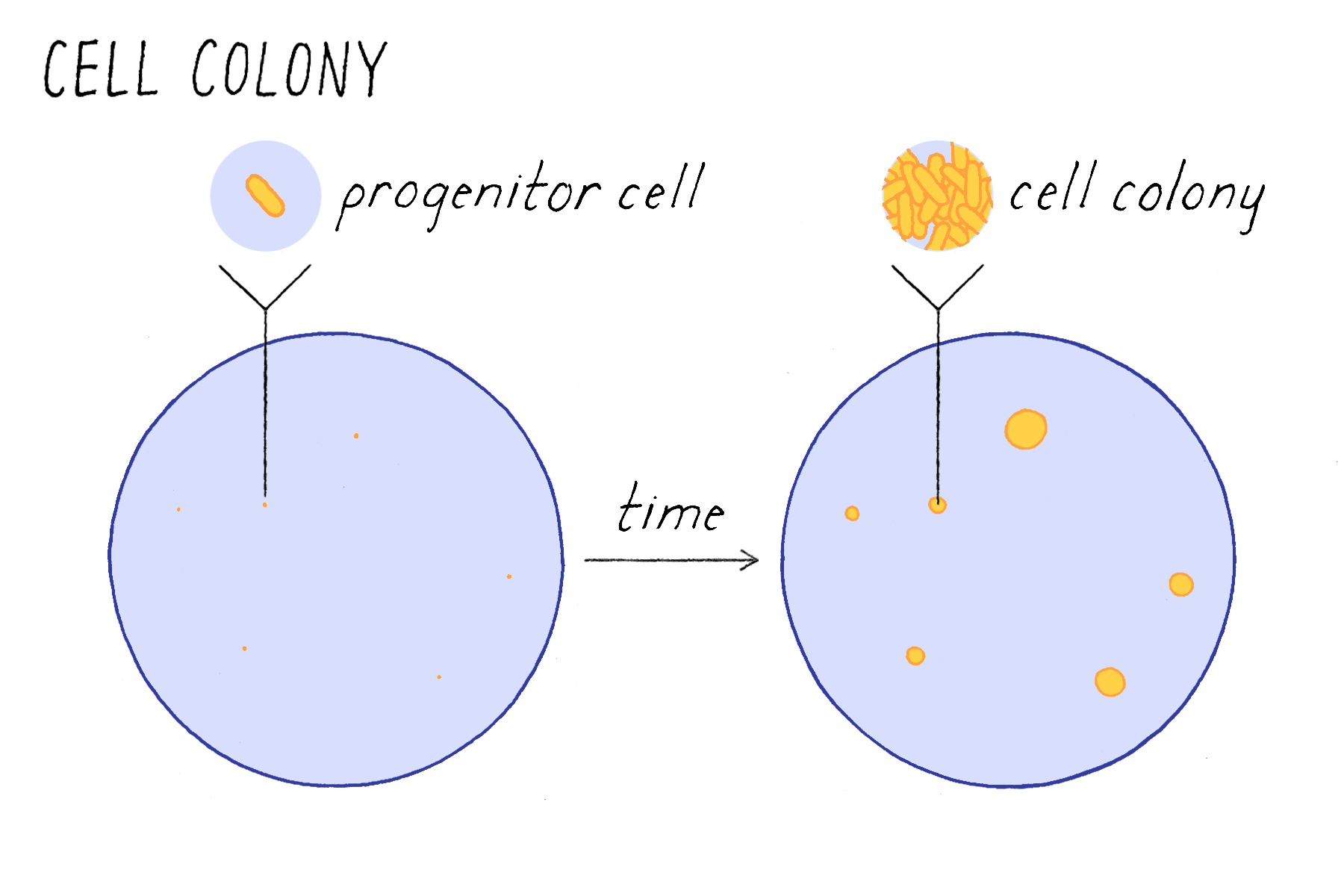 BioDictionary | Graphics & descriptions of biological terms