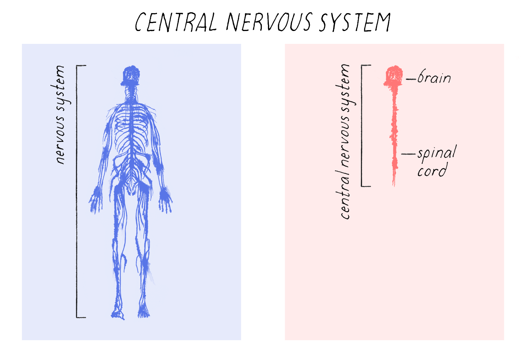 BioDictionary | Graphics & descriptions of biological terms