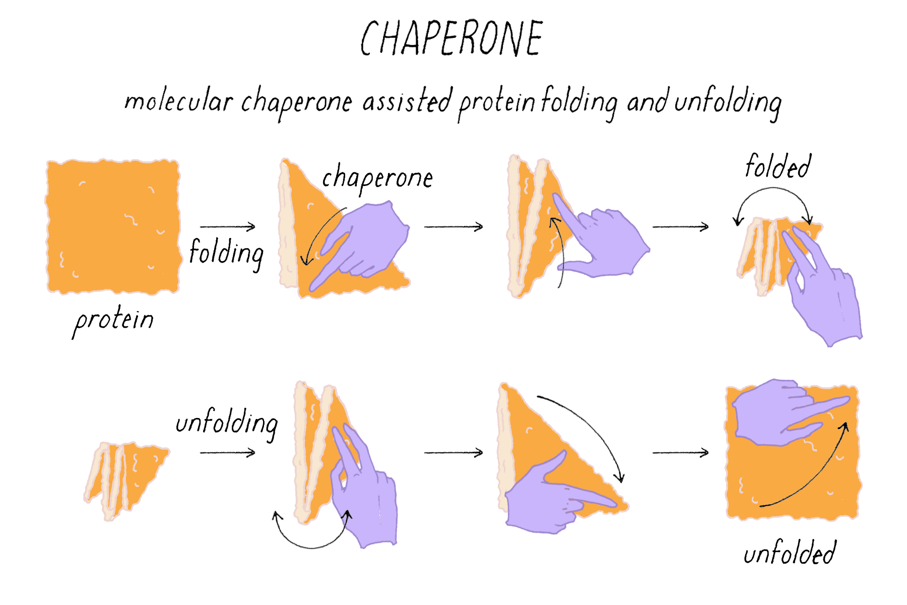 BioDictionary | Graphics & descriptions of biological terms