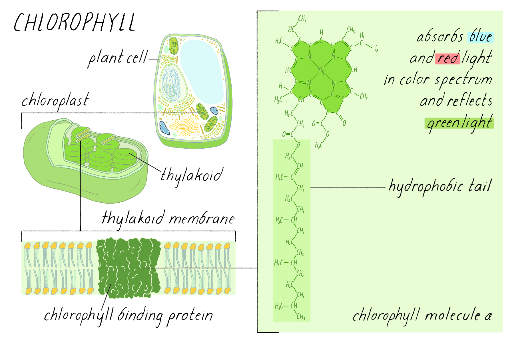 BioDictionary | Graphics & descriptions of biological terms