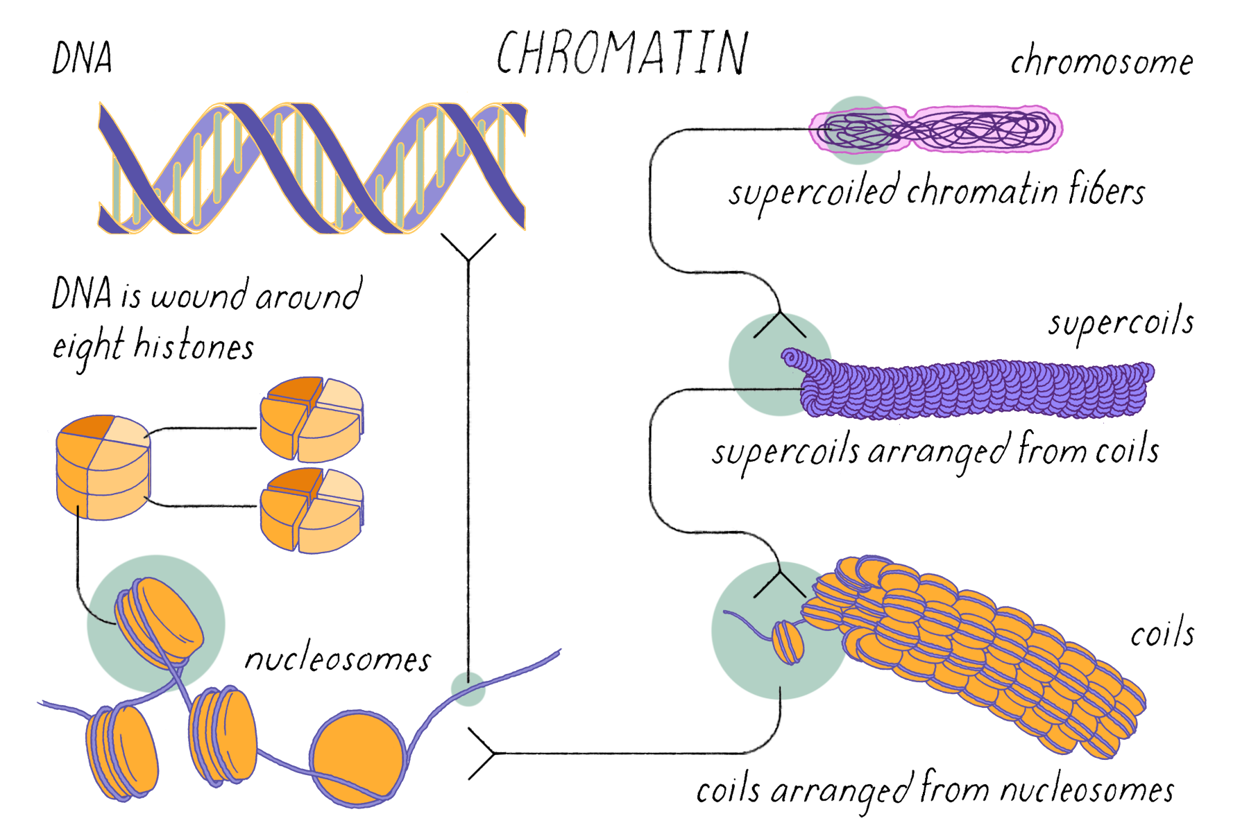 BioDictionary | Graphics & descriptions of biological terms