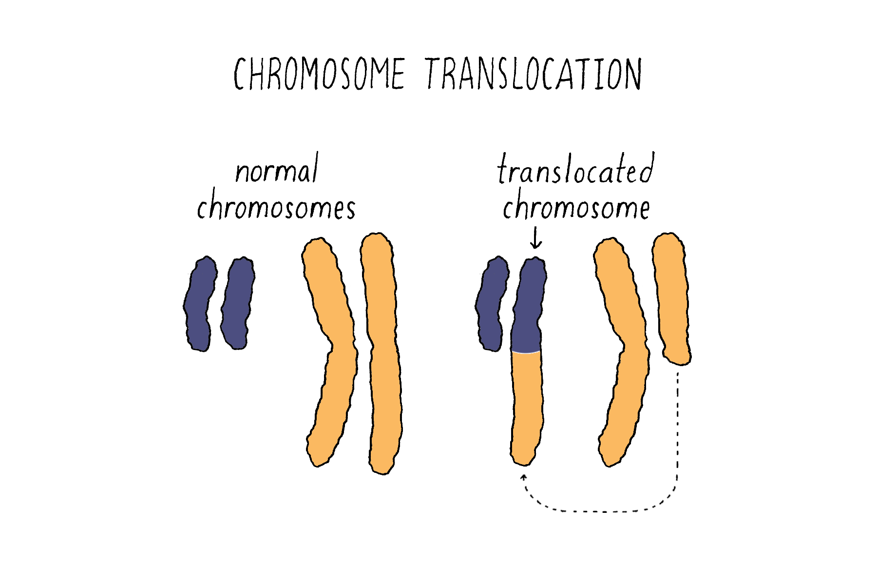 BioDictionary | Graphics & descriptions of biological terms