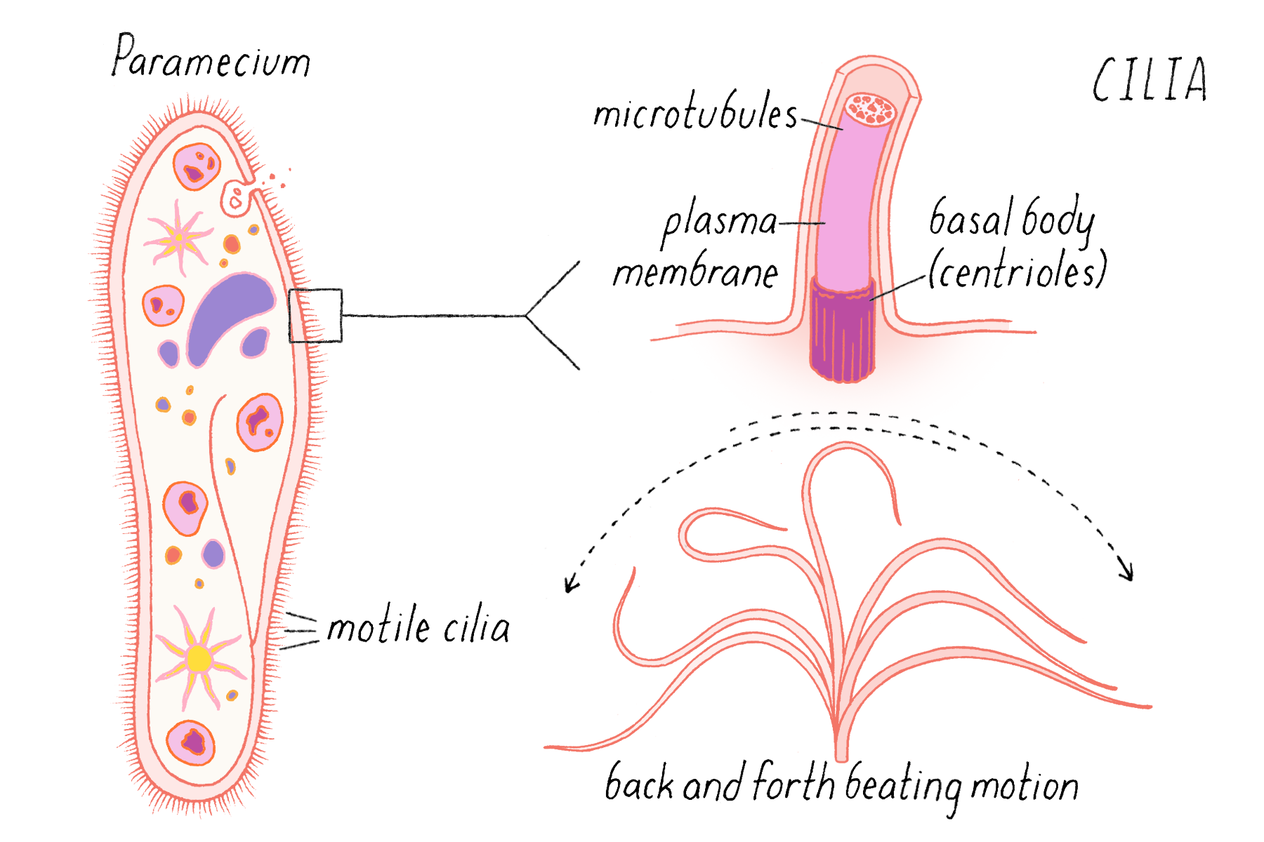 BioDictionary | Graphics & descriptions of biological terms