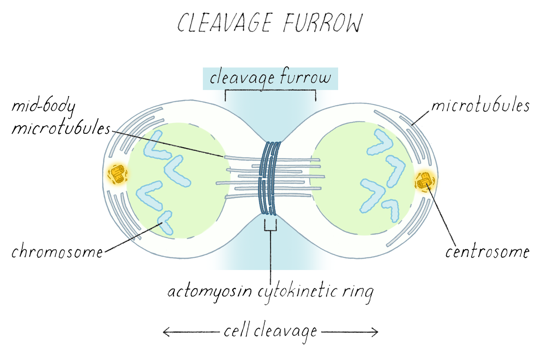 BioDictionary | Graphics & descriptions of biological terms