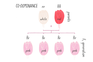 BioDictionary | Graphics & descriptions of biological terms