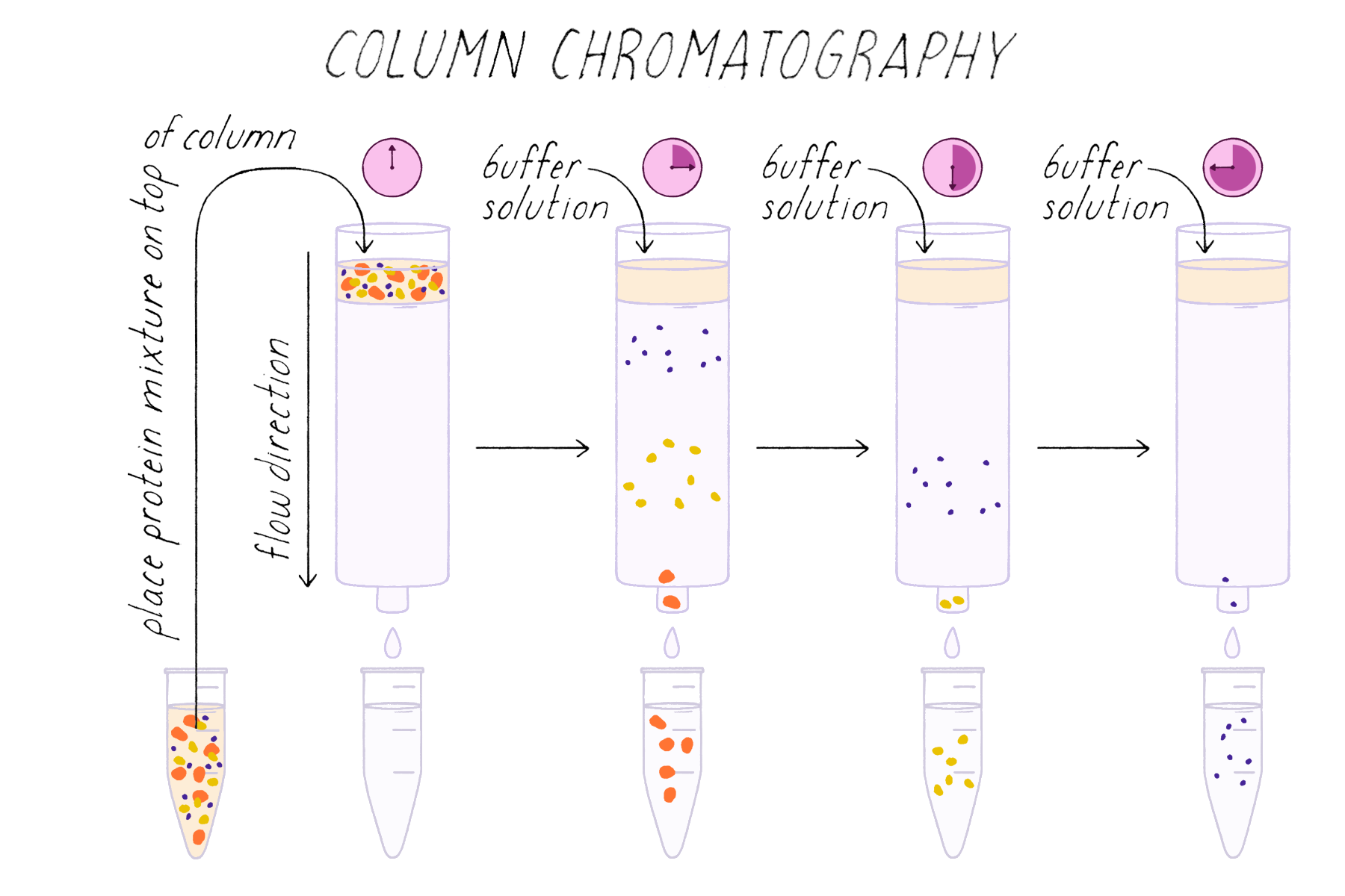 BioDictionary | Graphics & descriptions of biological terms